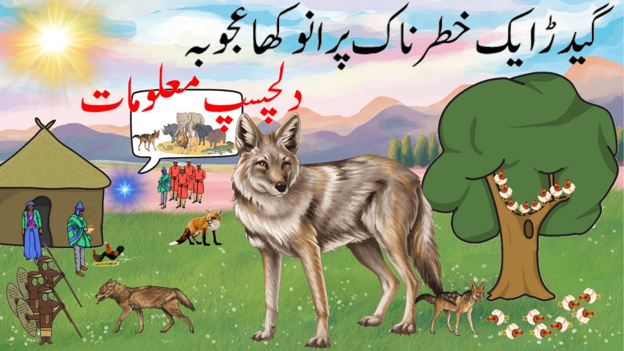 Interesting Facts About Jackal | Facts About Animals | - YouTube