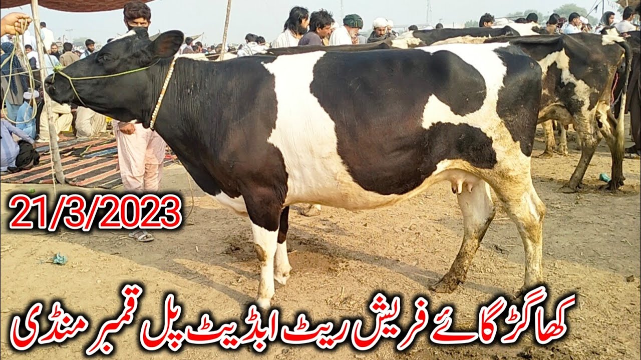 Best | Khangar Cow | Update In Pul qambar mandi | Big Cow | Animal pk ...
