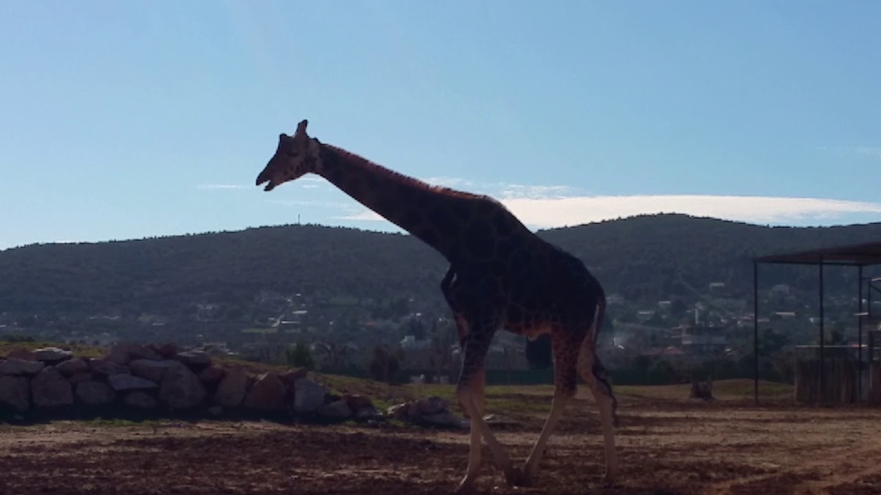 A Giraffe at the Athens Zoo in Greece 🇬🇷 - YouTube