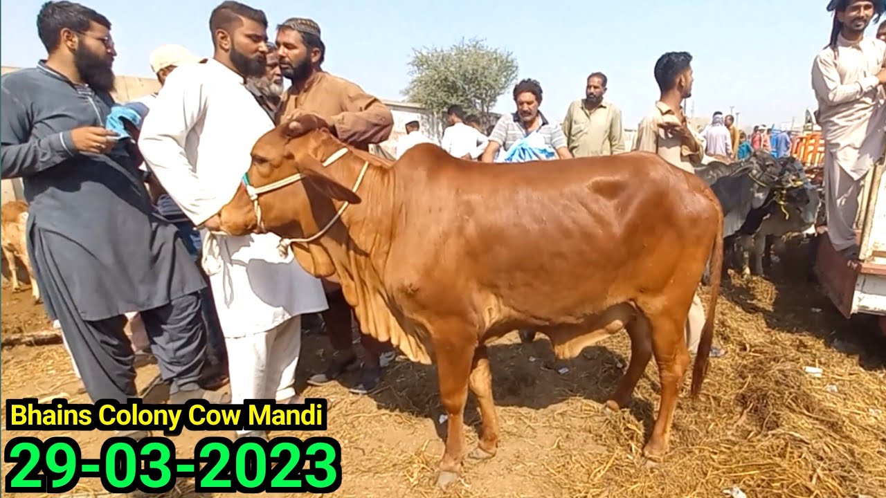 Bhains Colony Mandi Karachi Cattle Rates 29-03-2023 | Lal Nukri Cow Ka ...