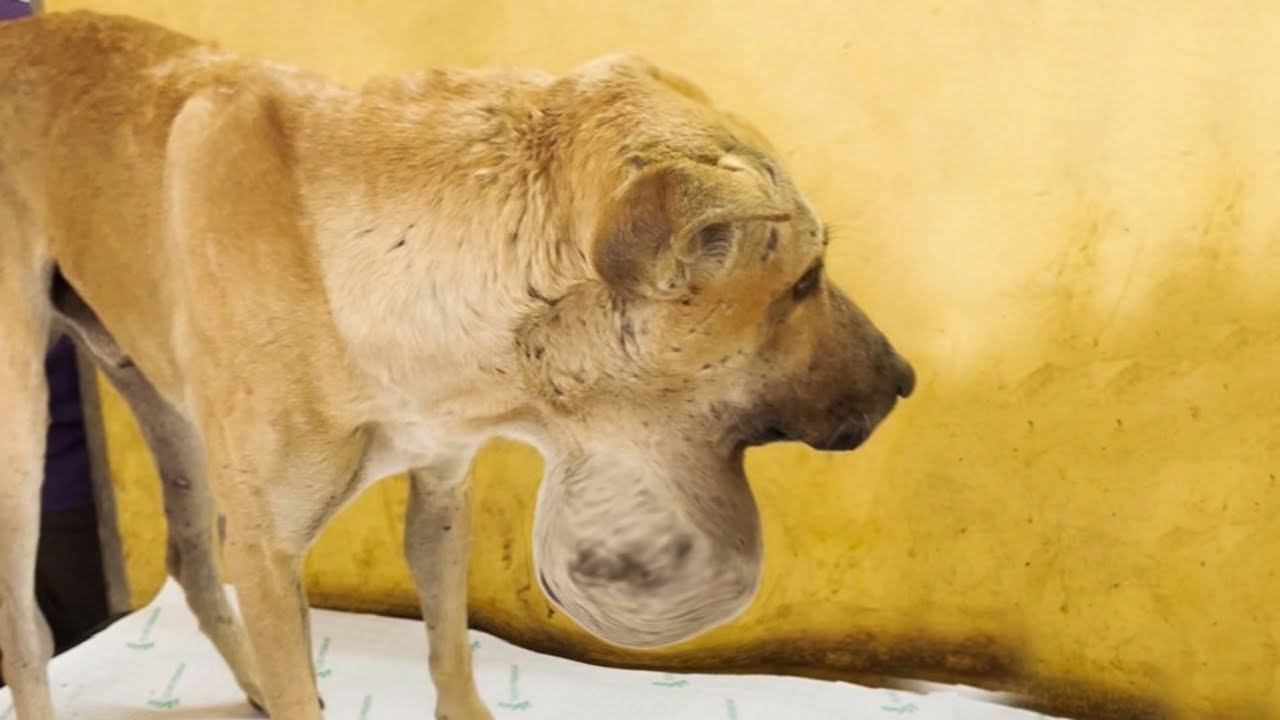 A Rescue Dog has a Large Pus Lump in its Neck. - YouTube