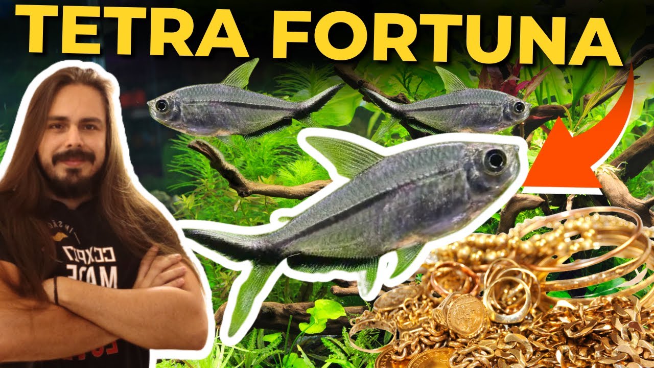 🔴O PEIXE QUE CARREGA FORTUNA NO NOME. TETRA FORTUNA, TUDO SOBRE! |Mr ...