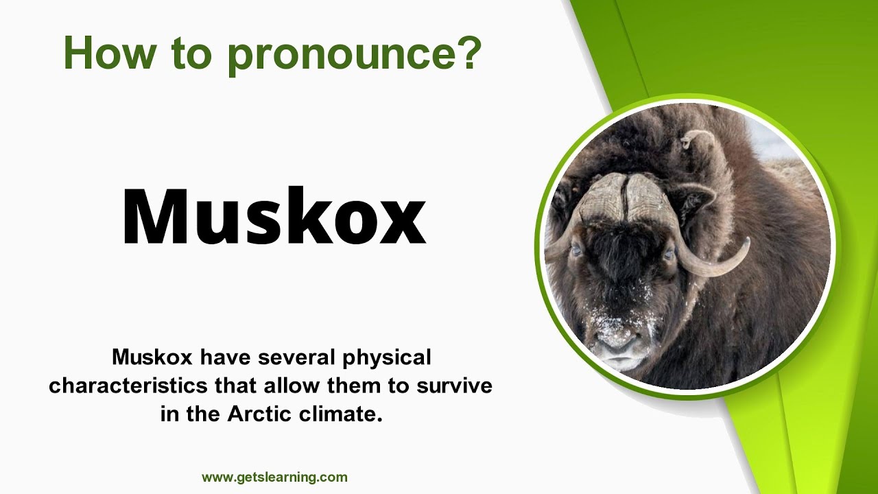 How to pronounce Muskox in English correctly - YouTube
