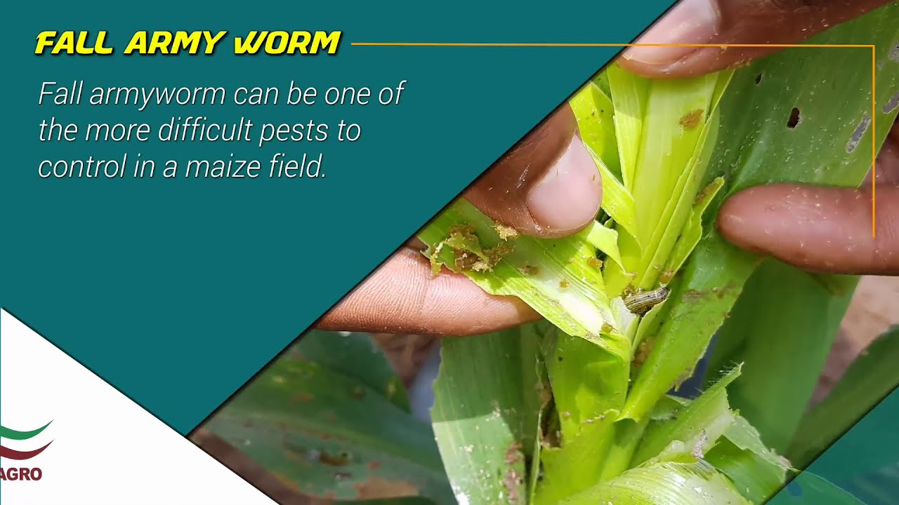 Fall Armyworm Control (Emmaron 30SC) - YouTube