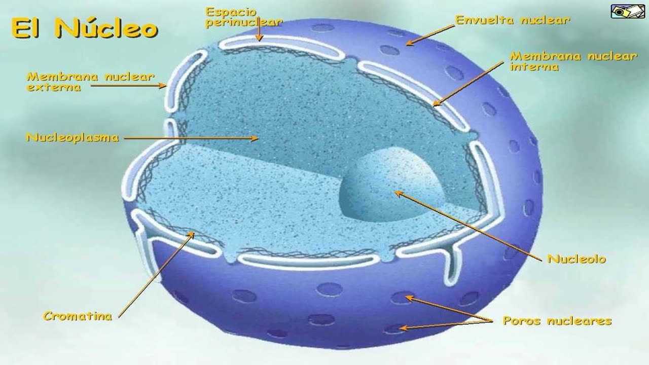 LA CELULA EUCARIOTA: CELULA ANIMAL Y VEGETAL. ESTRUCTURA Y ORGANULOS ...