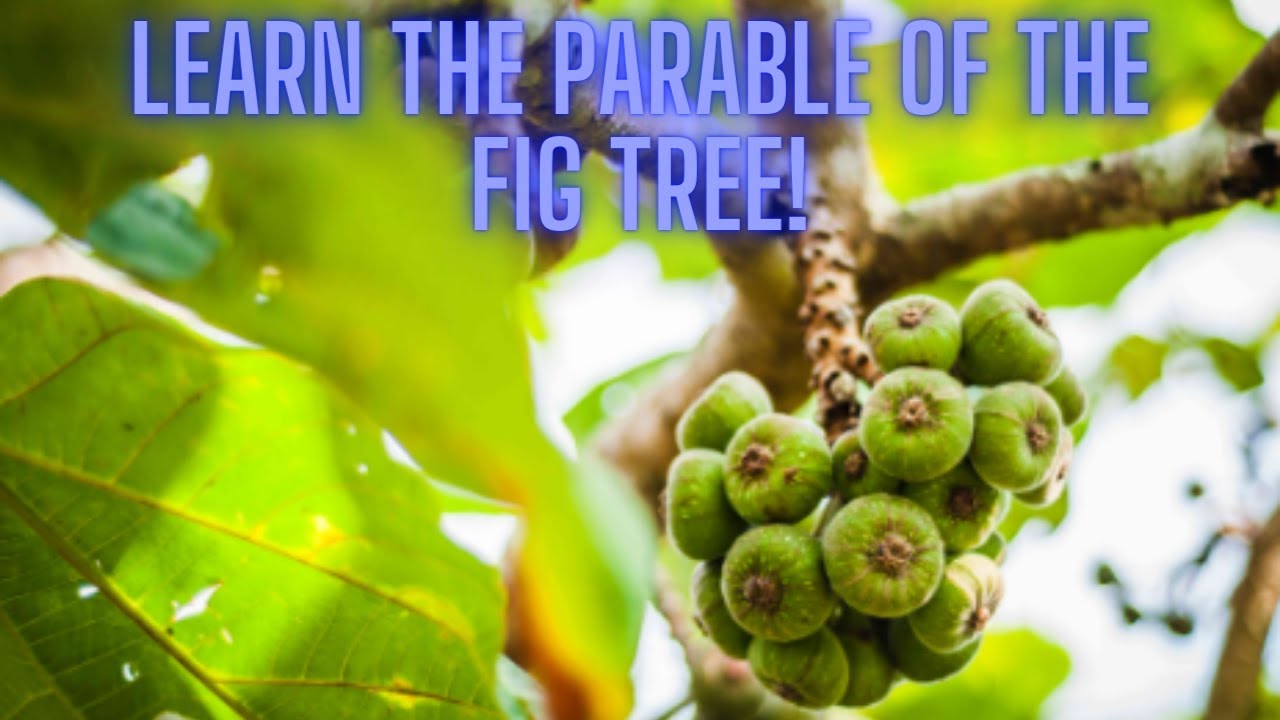 Learn the Parable of the FIG TREE! - YouTube