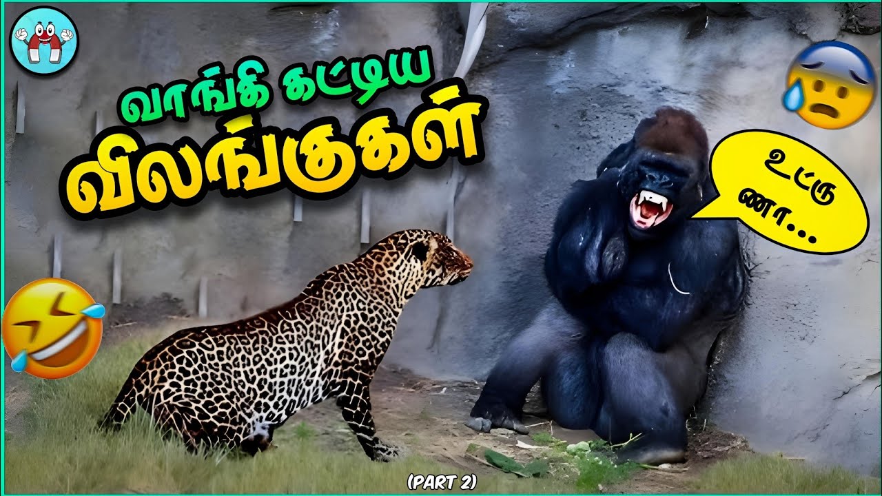 வம்பிழுத்து அடிவாங்கிய விலங்குகள் | Animals Messed up | The Magnet ...