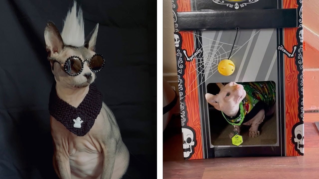 Cats Dress Up In Emo-style Halloween Costumes - YouTube