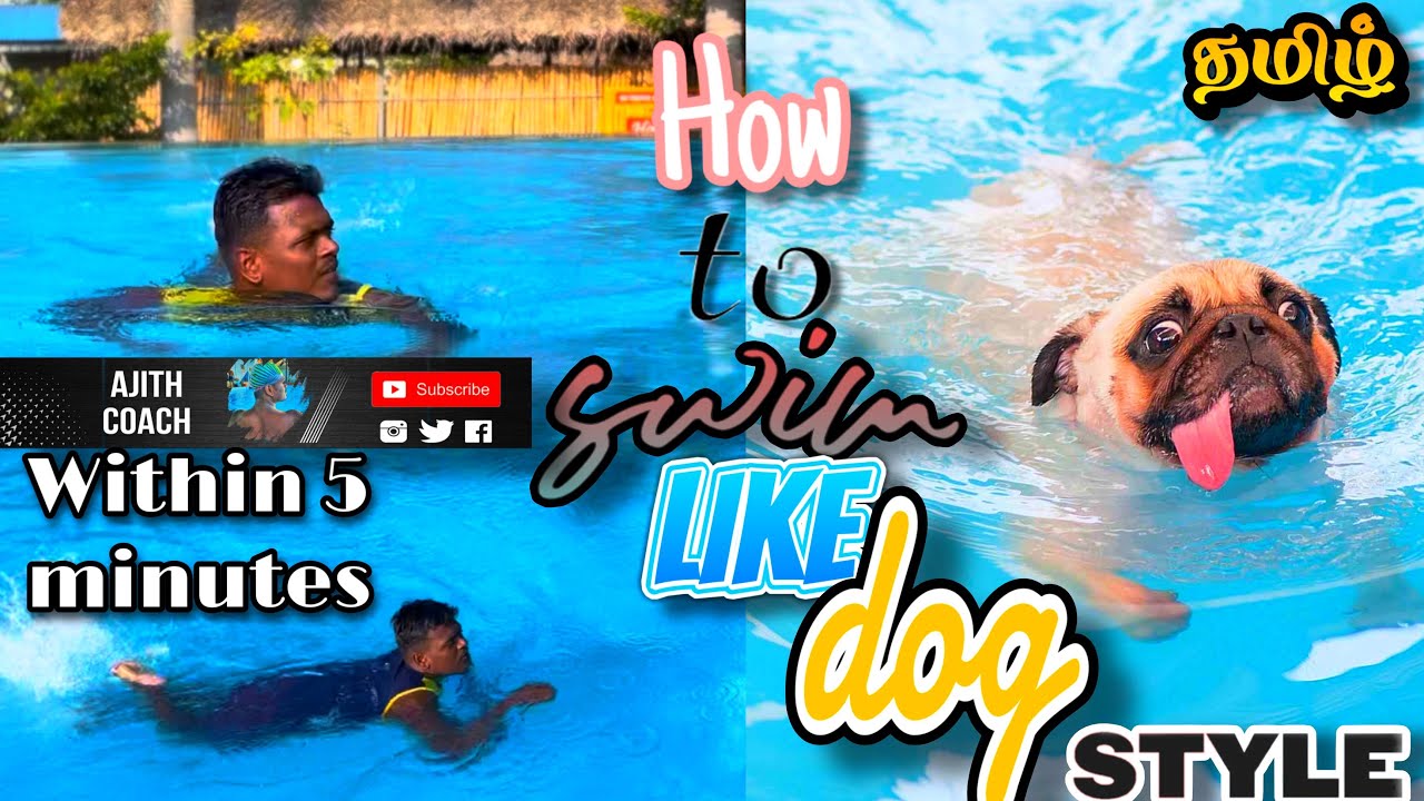 How to Swim Like Dog Style | Dog Swimming | Tamil | Doggy style ...