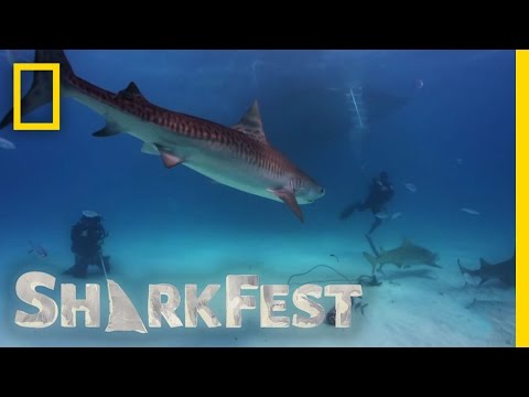 Tiger Shark Attack | SharkFest