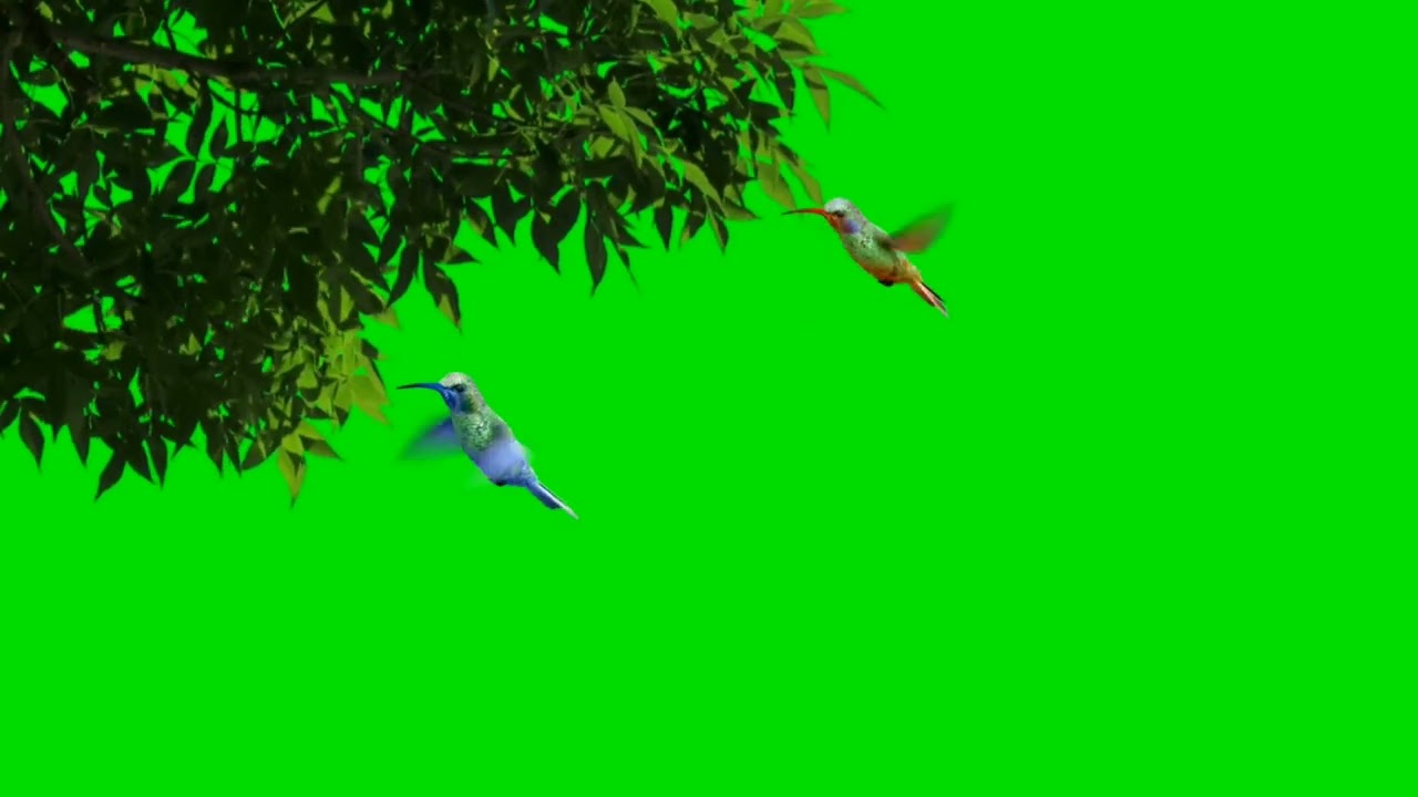 green screen birds flying. green screen effect background.no copyright ...