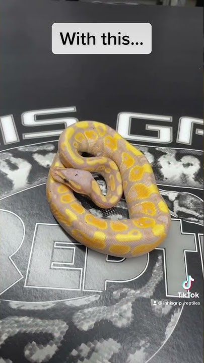 Banana Freeway Ball Python!!! #ballpython #snake #snakes #ball pythons ...