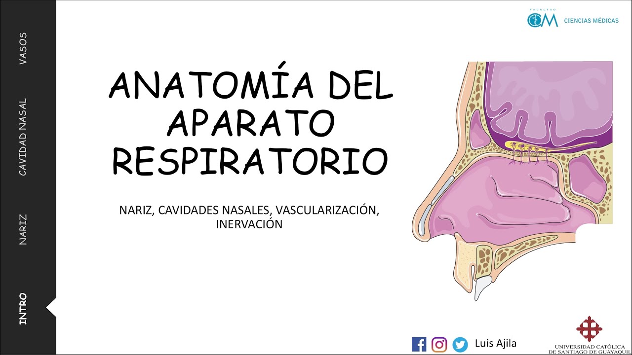 ANATOMÍA DE LAS CAVIDADES NASALES (PAREDES, VASCULARIZACIÓN Y ABERTURAS ...