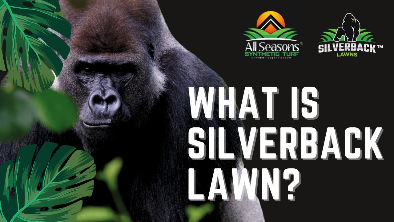 What is Silverback Lawn? - YouTube