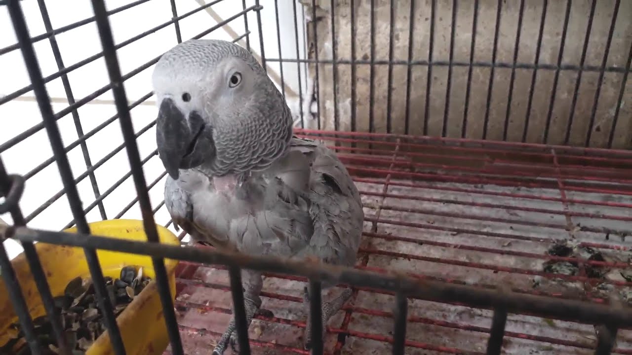 Gray Parrot/Mentioning Feathers Falling Problem And Its Remedy-youtube ...