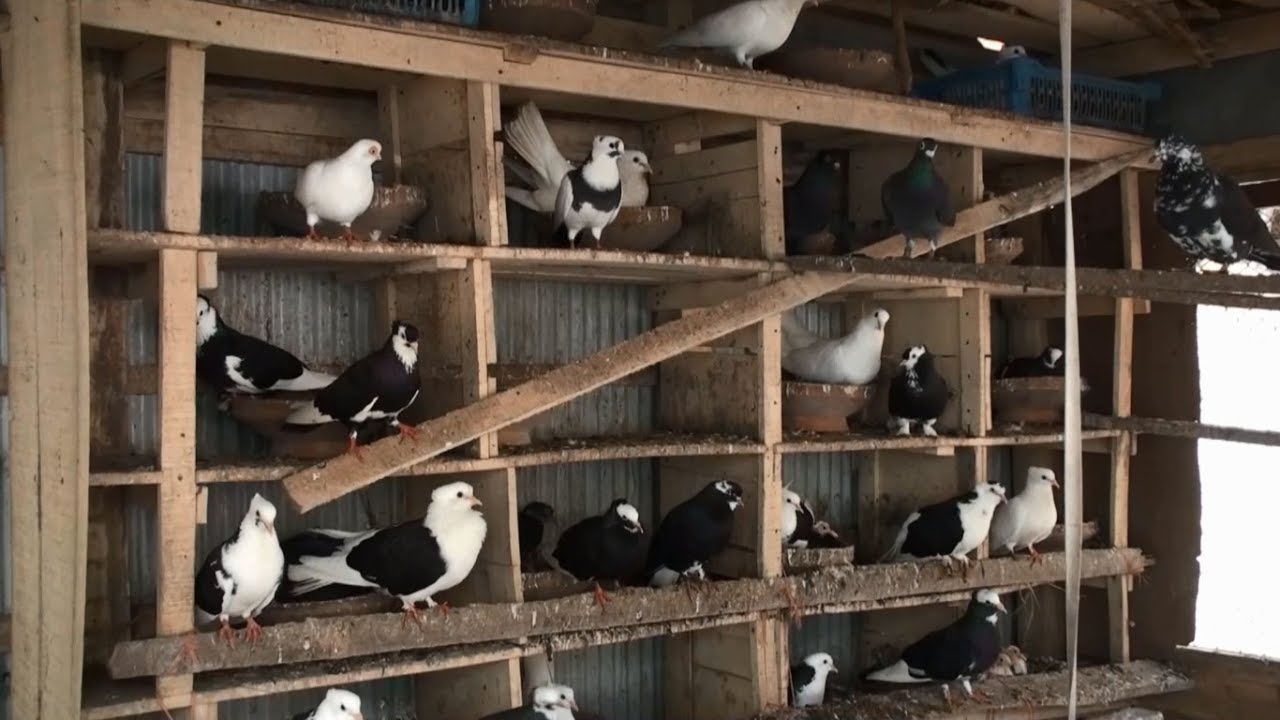 Pigeon Farm - How To Earn Money By Selling Baby Pigeon For Meat - YouTube