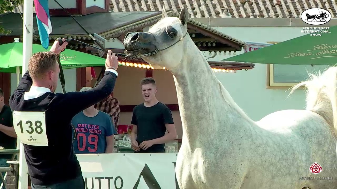N 138 DA ALIHANDRA Strohen 2021 International B Show Mares 4 6 Years ...