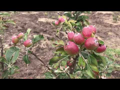 Apples in Ethiopia - YouTube