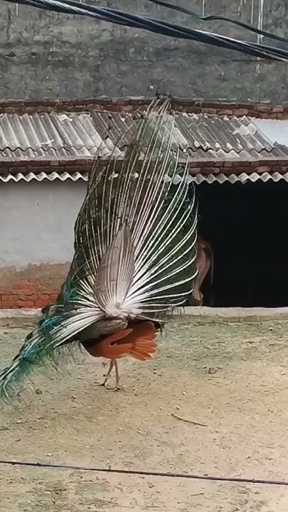 Beautiful Peacock Dance Rain π§οΈ Youtube