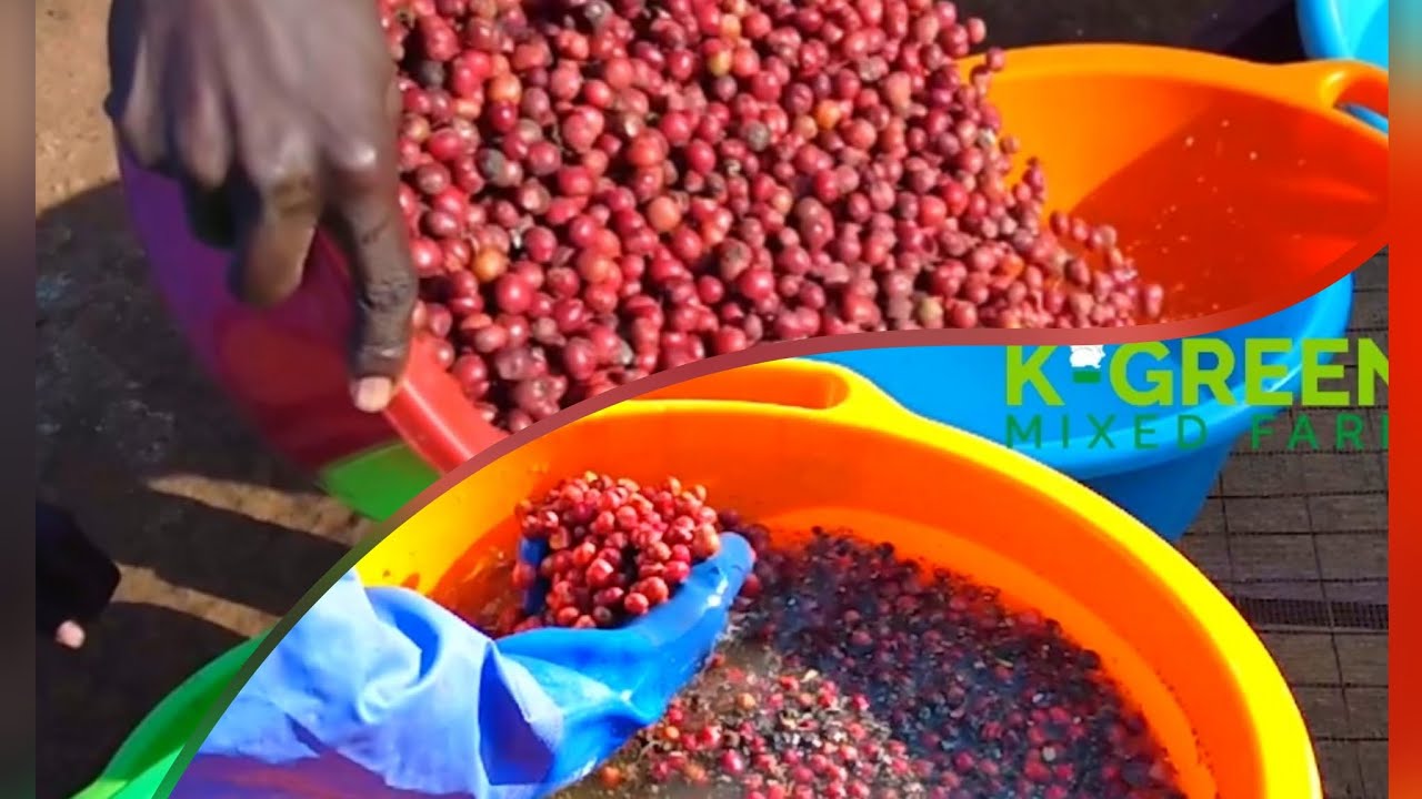 Grading Coffee Using a simple Method(Coffee Value Addition) Emmwanyi ...