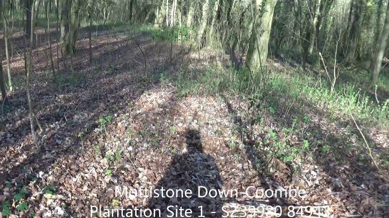 Mottistone Down Coombe Plantation Site 1 - YouTube