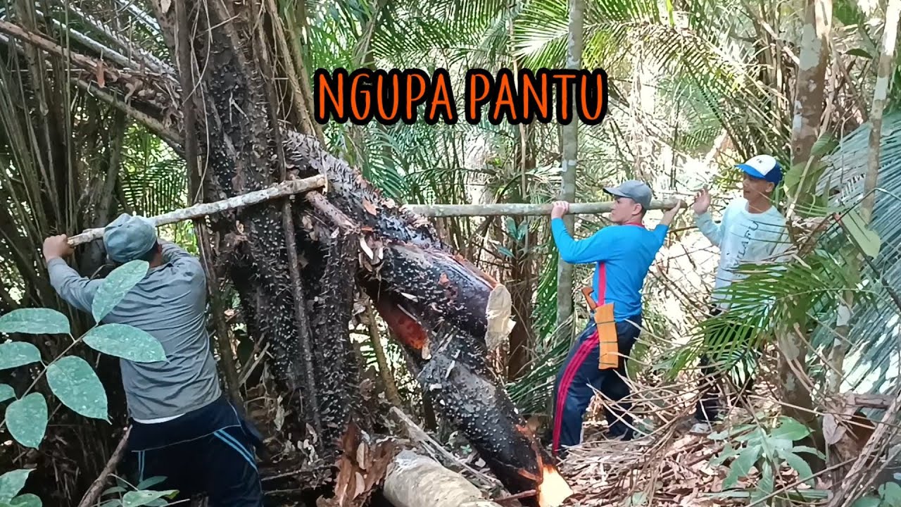 MENGAMBIL UMBUT PANTU//NGUPA PANTU ANAK RUMAH PANJAI - YouTube