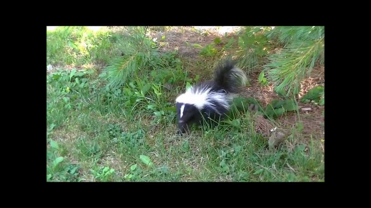Skunk getting ready to dig! - YouTube
