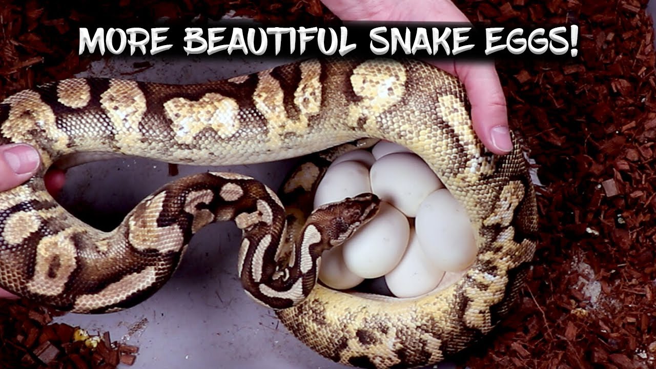 Pulling Ball Python Eggs! Will I Hit the Desert Ghost This Time? - YouTube
