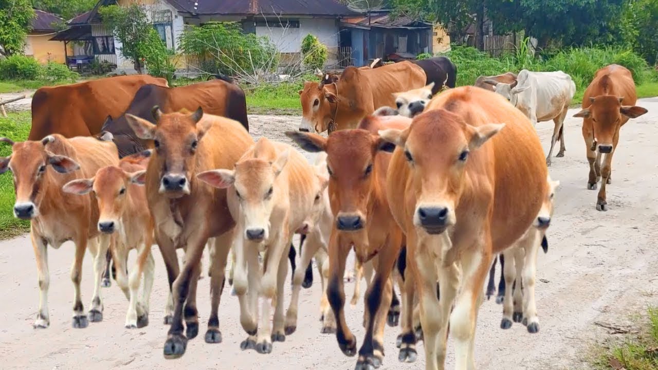 Kawanan sapi kampung yang sedang berada di Jalan, suara sapi Moo, Sapi ...