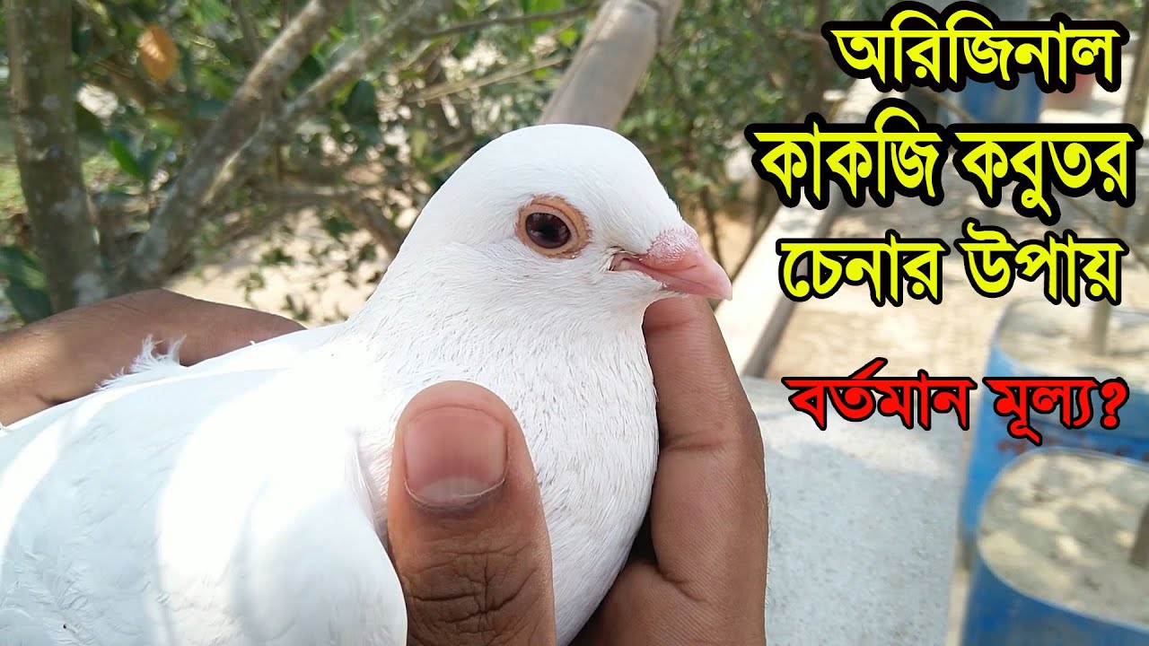 কাকজি কবুতরের চেনার উপায় এবং কবুতরের মূল্য || Kakji Pigeon || Pigeon ...