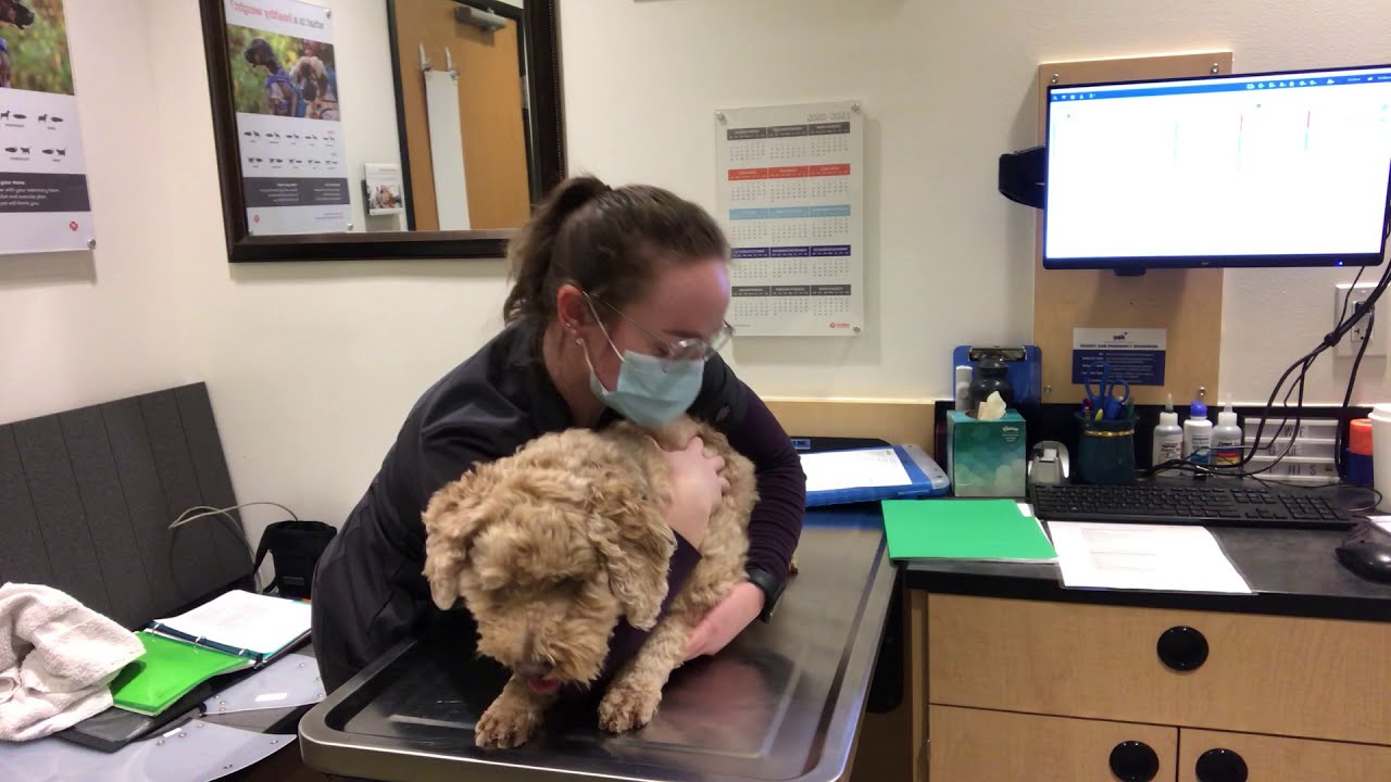 Applying Canine Restraint (Sternal/Lateral Recumbency) - YouTube