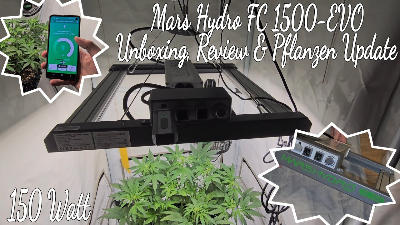 Low Stress Training für Anfänger - Automatics/Autoflower - Neue Grow LED - Mars Hydro FC 1500 ...