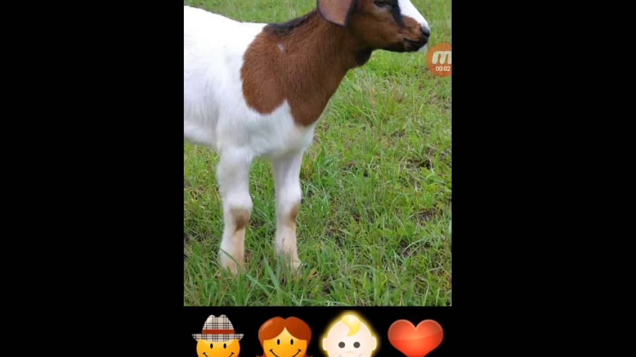 Zoola: Goat - YouTube