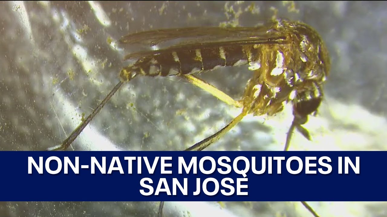 Dangerous, non-native mosquito species spreading in San Jose - YouTube
