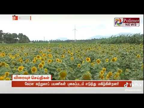 Sunflowers in surandai 😍😍 #surandai - YouTube