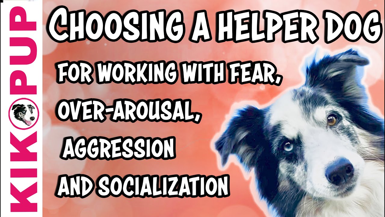 Choosing a helper dog - Professional Dog Training - YouTube
