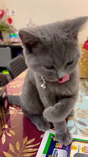 MISTY the Cat Adorable Moments #shorts #ytshorts #youtubeshorts # ...