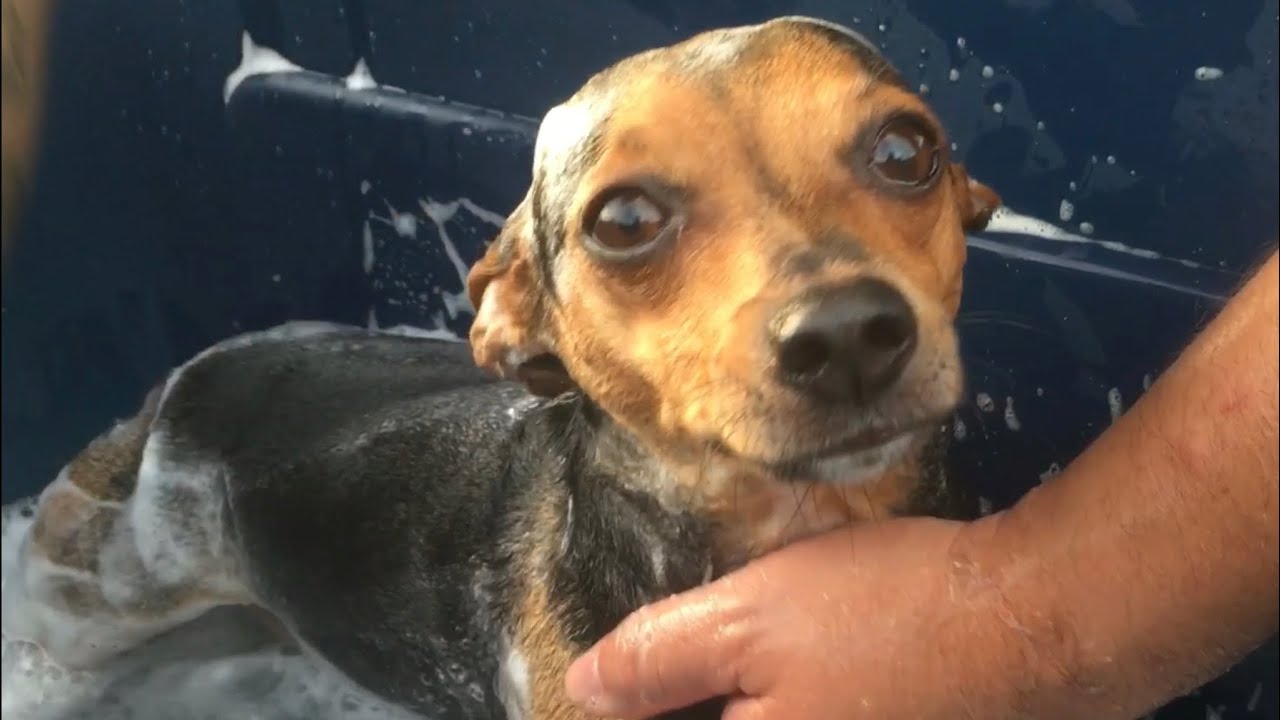 Beta’s bath routine! - YouTube