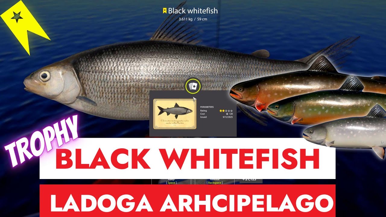 RUSSIAN FISHING 4 - RF4 - TROPHY BLACK WHITEFISH - LADOGA ARCHIPELAGO ...