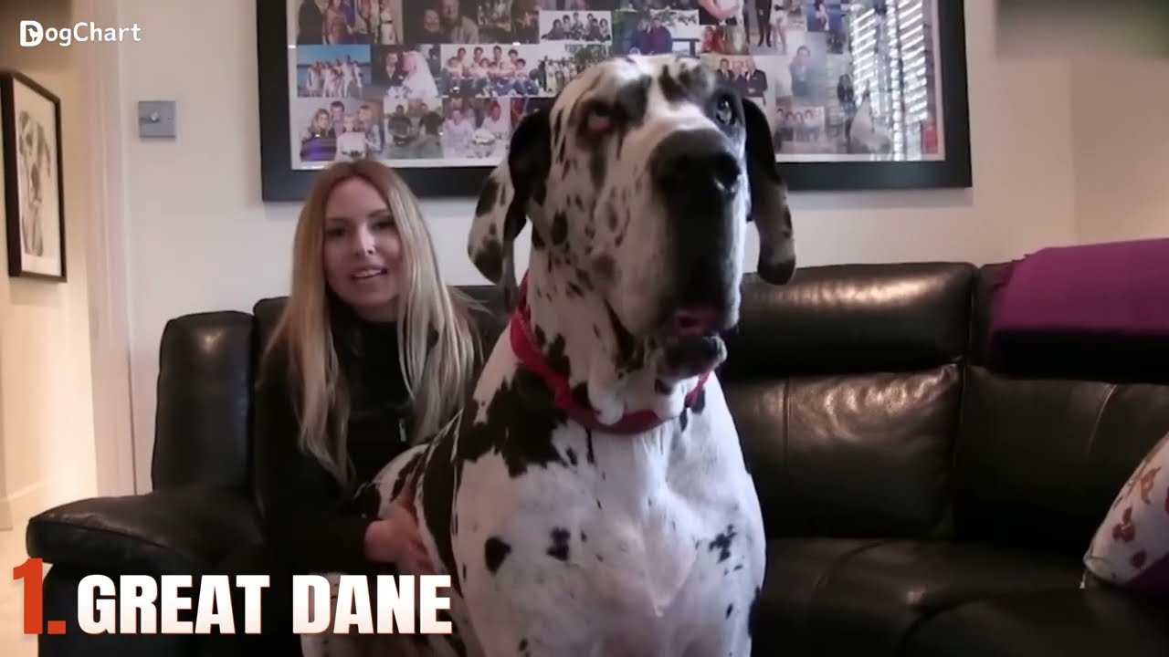 10 Biggest Dogs In The World - YouTube