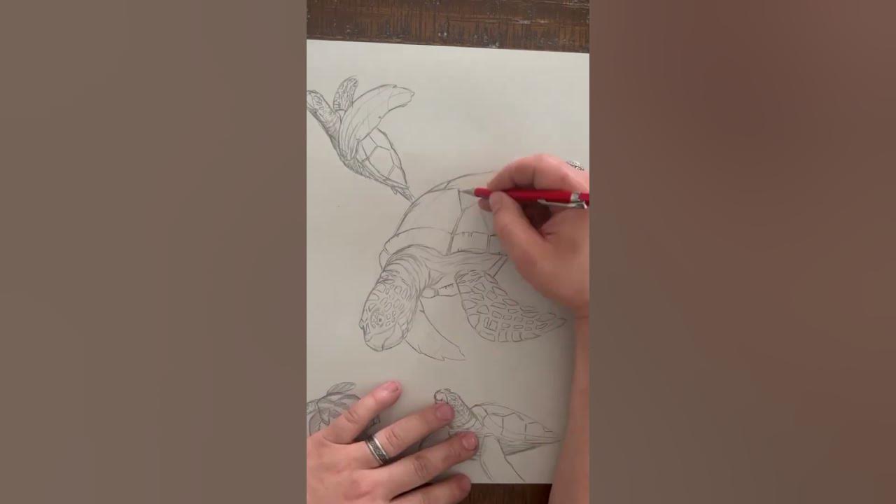 Sketching Turtle Poses #artforbeginners #seaart #turtleart #aquaticart ...