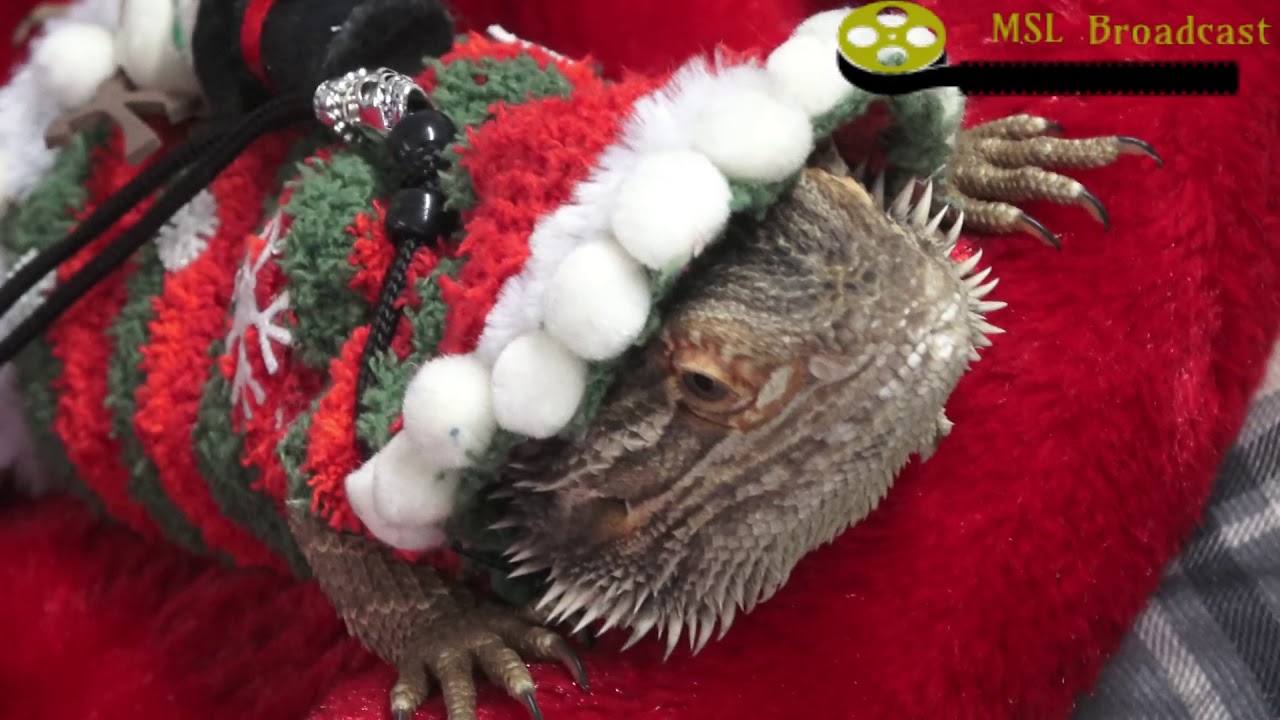 Dressed up Lizard - YouTube