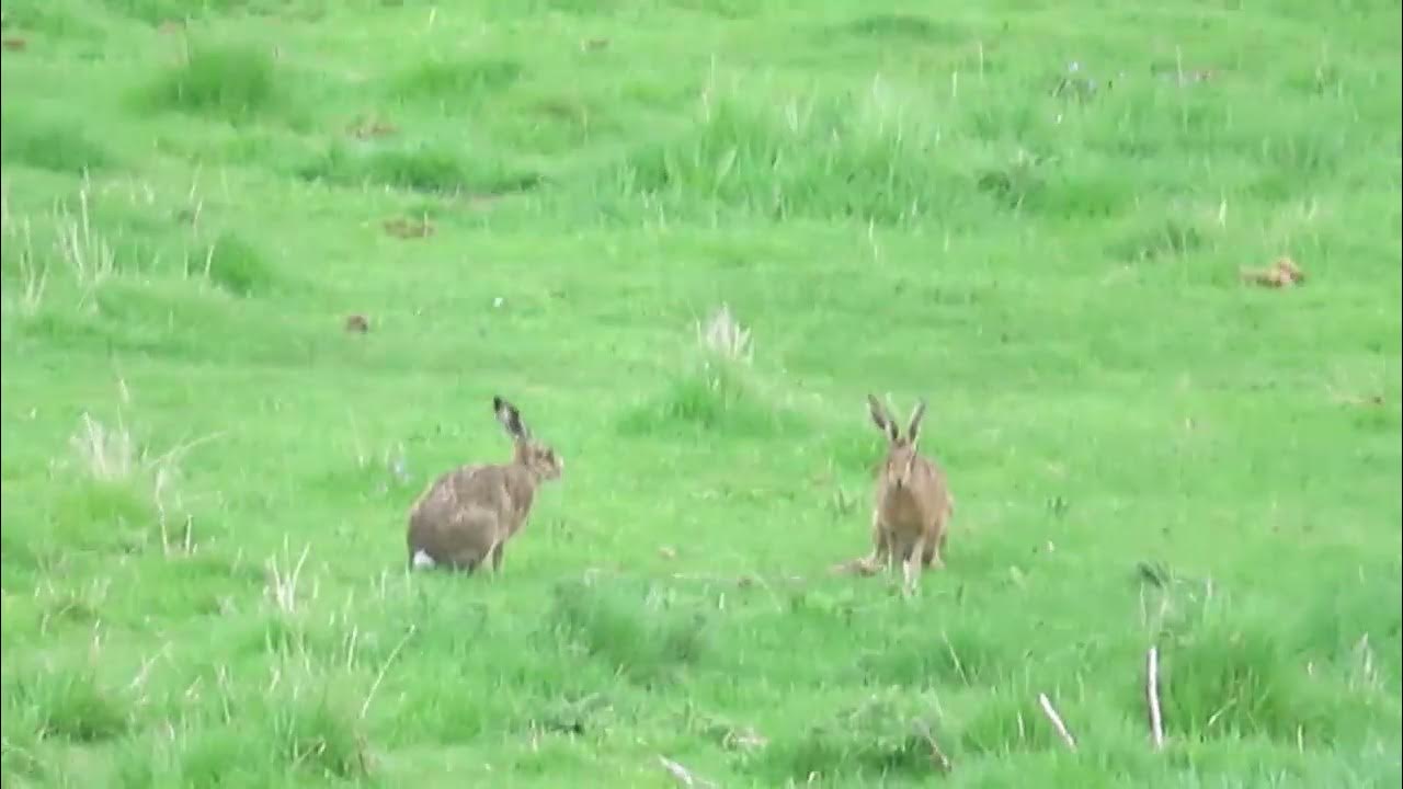 Hares chasing in paddock - YouTube