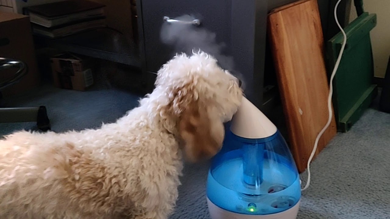 Ginger takes up vaping. - YouTube