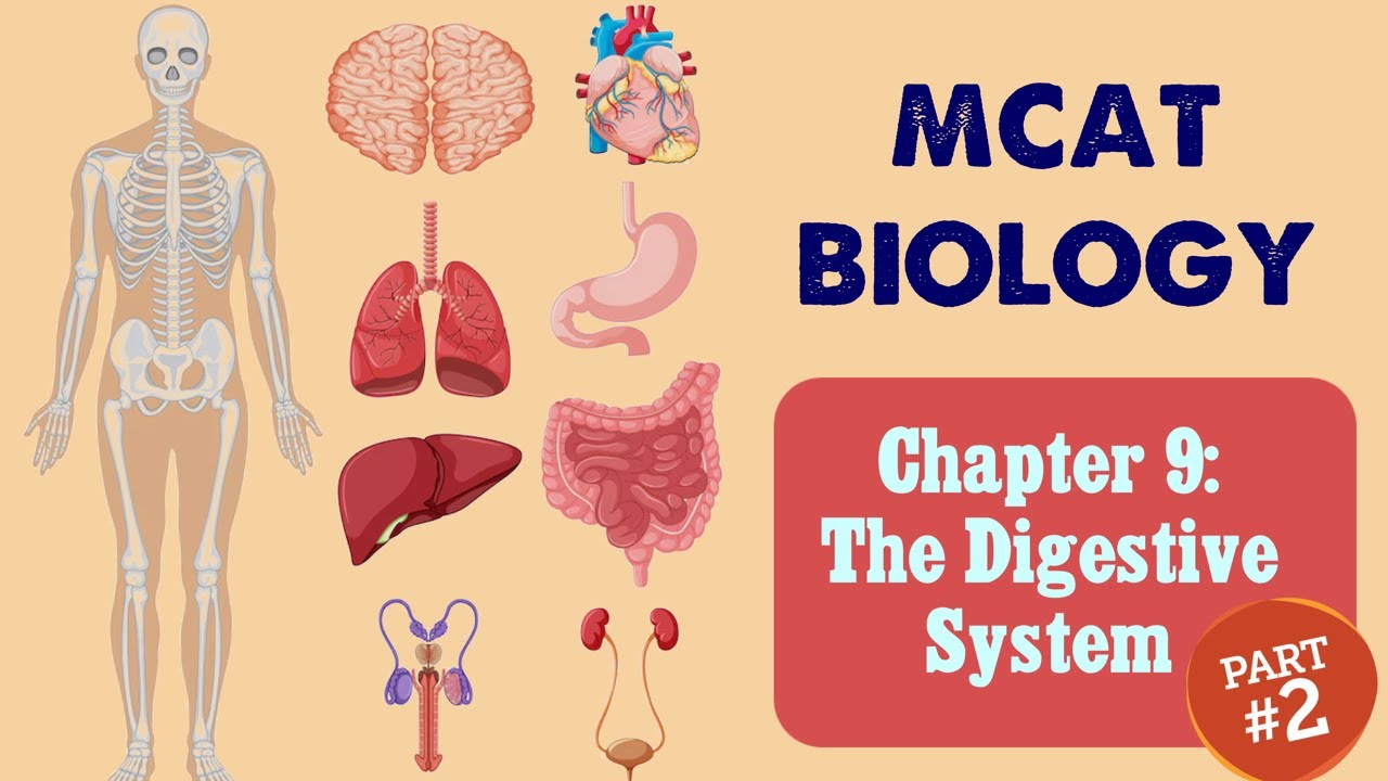 MCAT Biology: Chapter 9 - The Digestive System (2/2) - YouTube