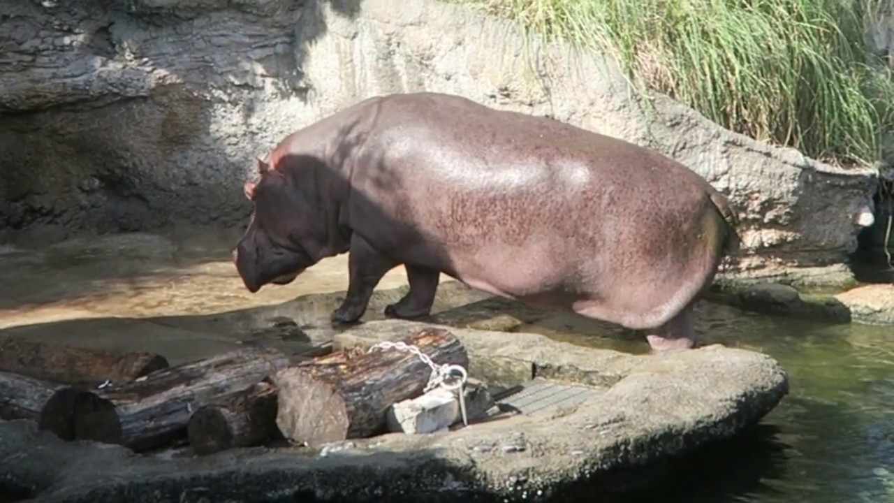 The Hippo is waving his tail and meal time at Tennoji Zoo カバがしっぽをフリフリ ...