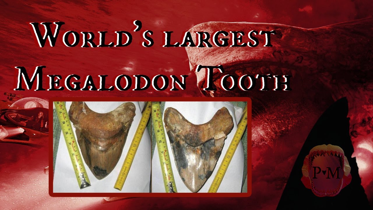 World's Largest Megalodon Tooth - YouTube