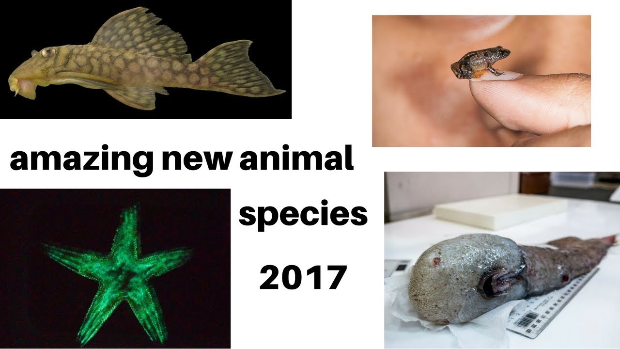 Amazing new animal species discovered in 2017 – in pictures - YouTube