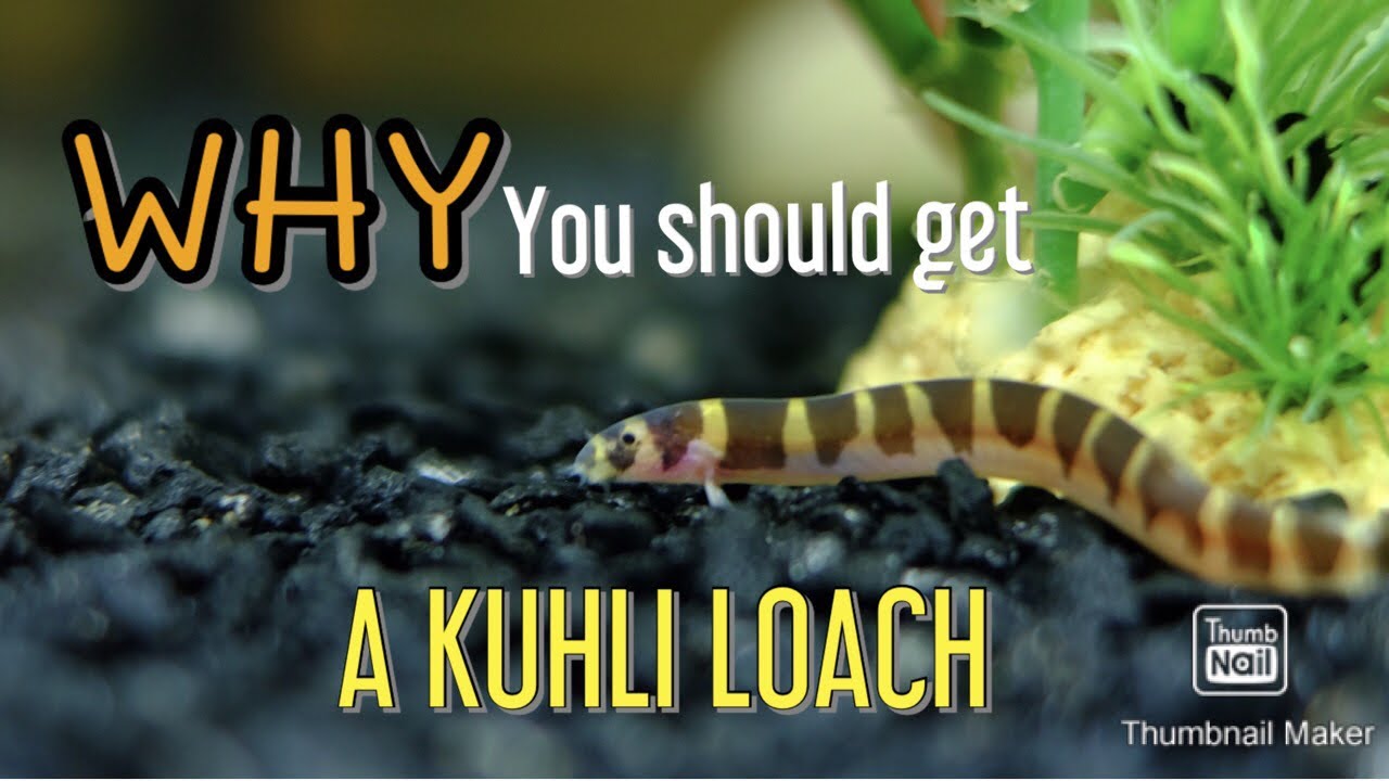 Why Get A KUHLI LOACH??(Everything That You NEED to Know) - YouTube