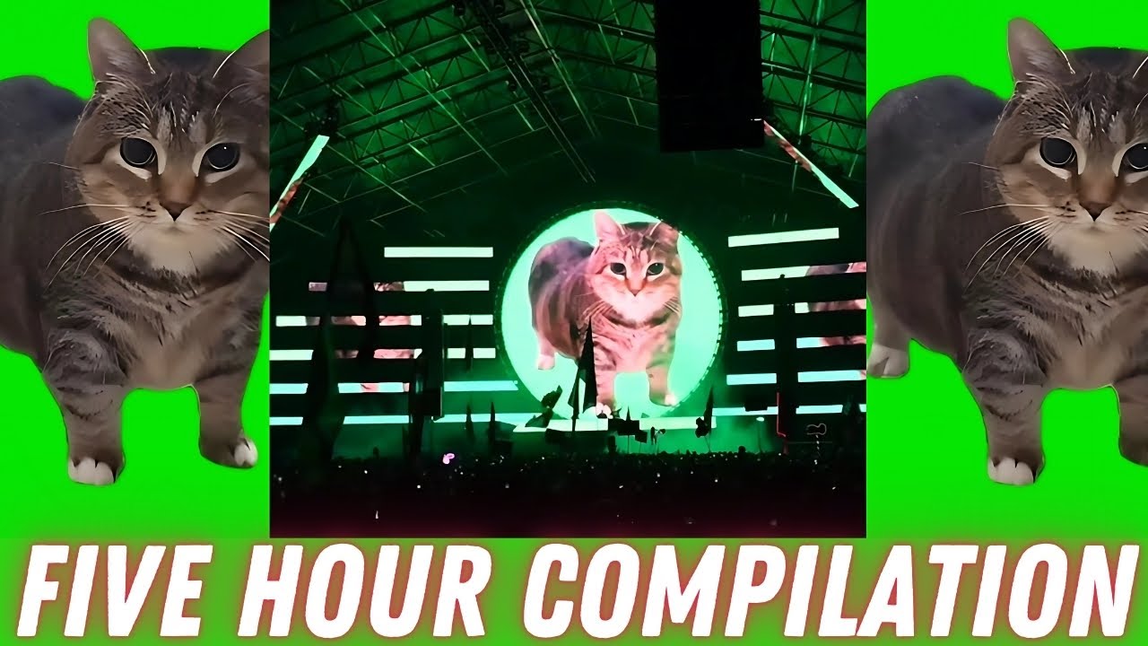 Cats React To Oiia Spinning Cat (FIVE HOURS Brainrot Compilation) - YouTube